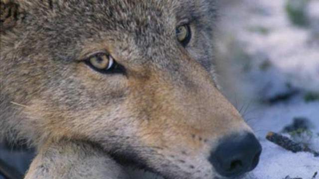 Michigan DNR asking for help to track wolves in Lower Peninsula