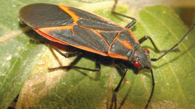 Boxelder bugs invading Michigan homes: How to get rid of them