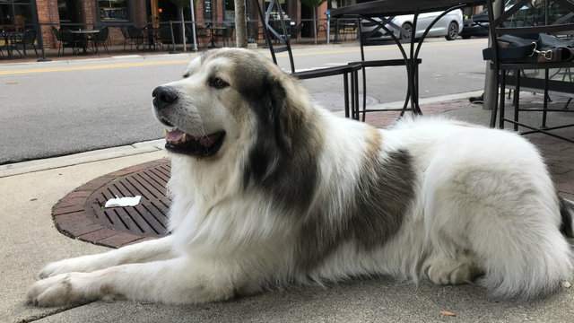 Great Pyrenees Gray And White : Connect directly with the best breeders ...