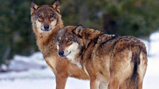 Michigan DNR: Wolves removed from federal endangered species list